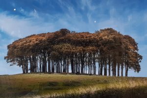 Nearly Home Trees - The Old Workshop Charlestown